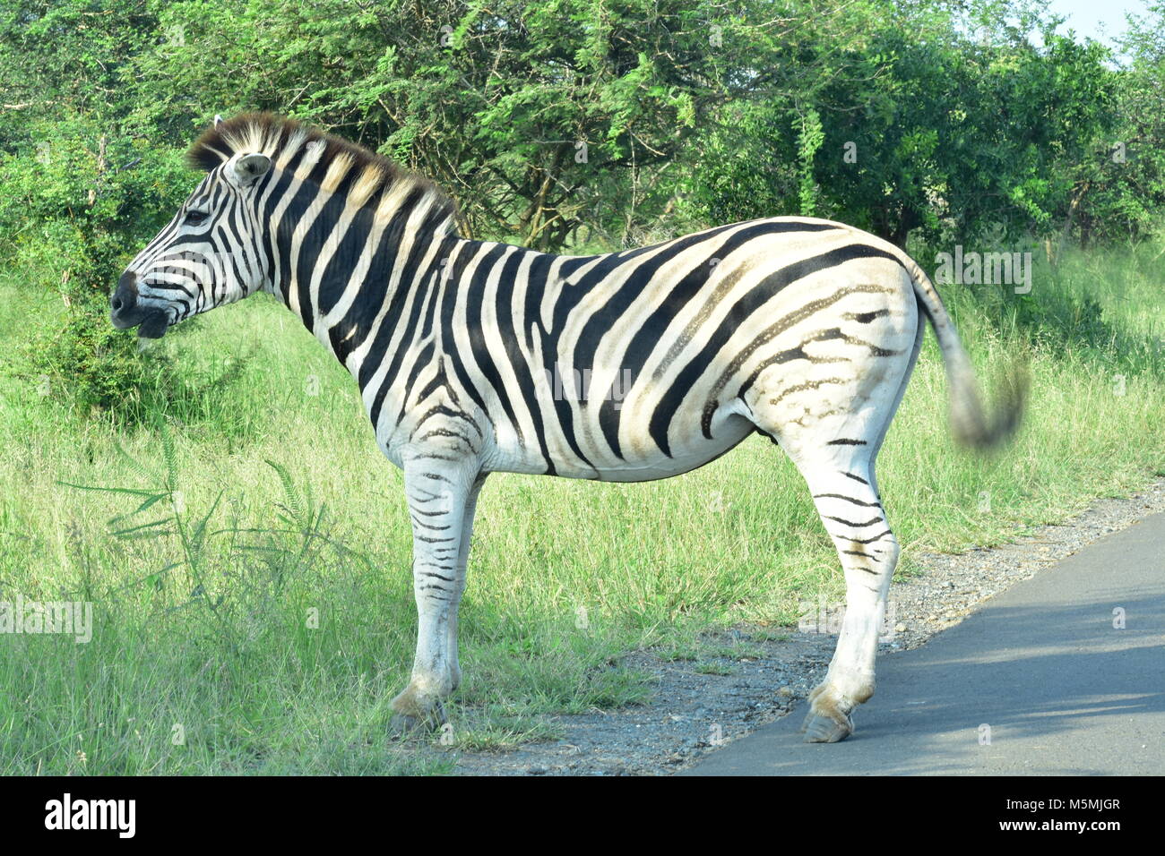 A Male Zebra Stock Photo - Alamy