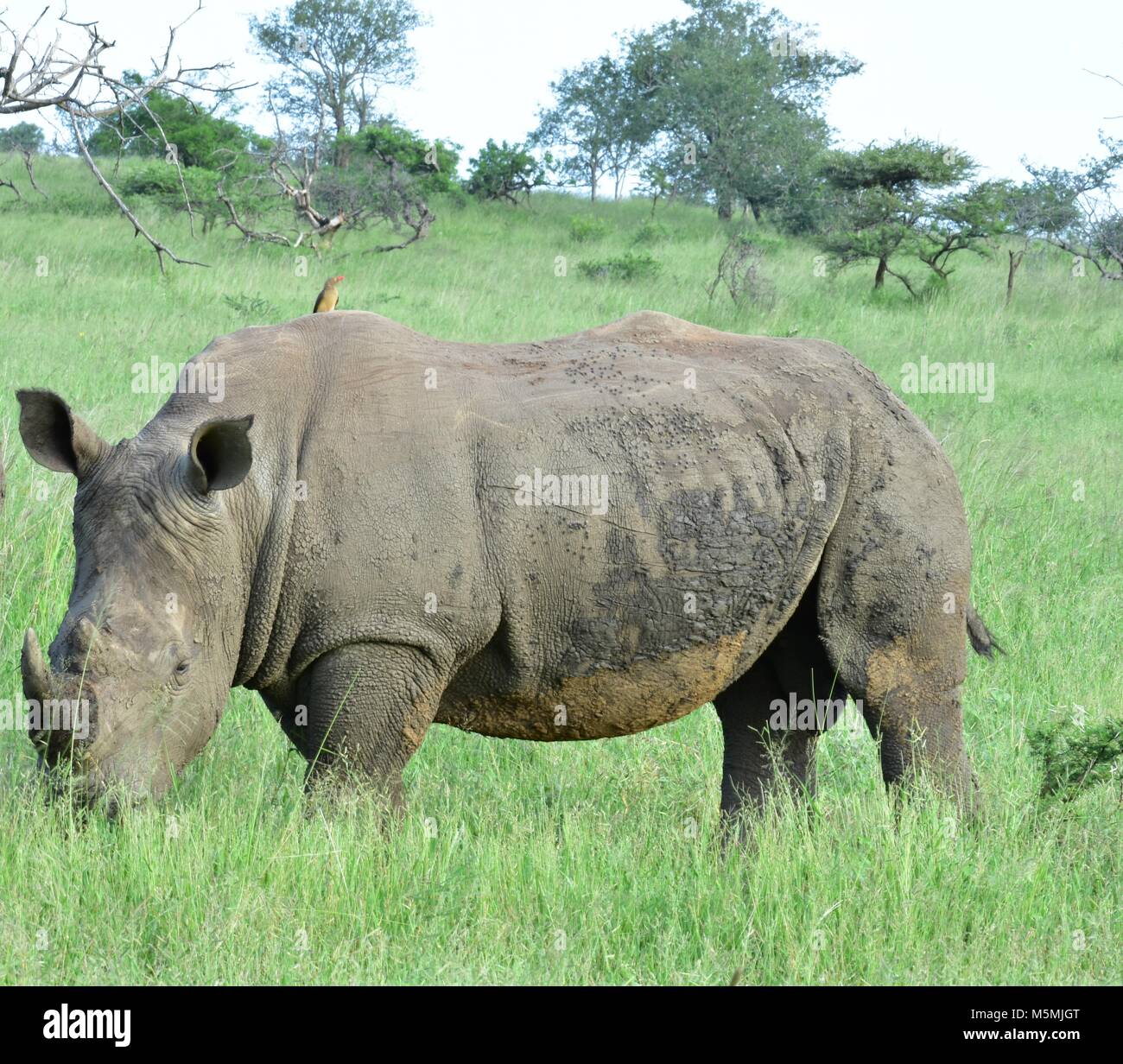A Male Rhino. Rhinoceros Stock Photo - Alamy