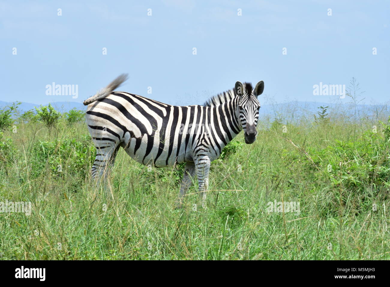 A Curious Zebra Stock Photo - Alamy
