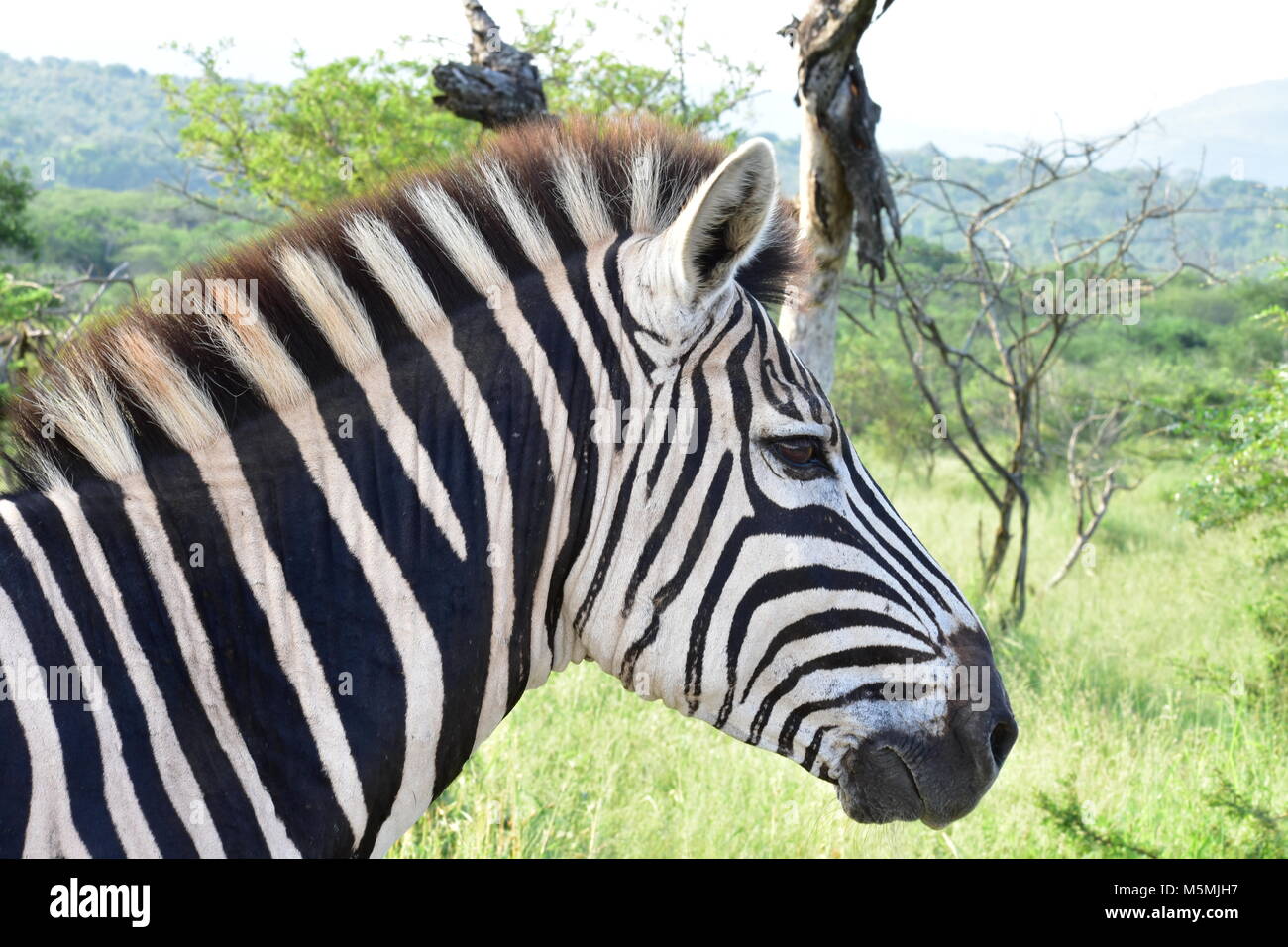 Zebra: Neck and Head Shot Stock Photo - Alamy