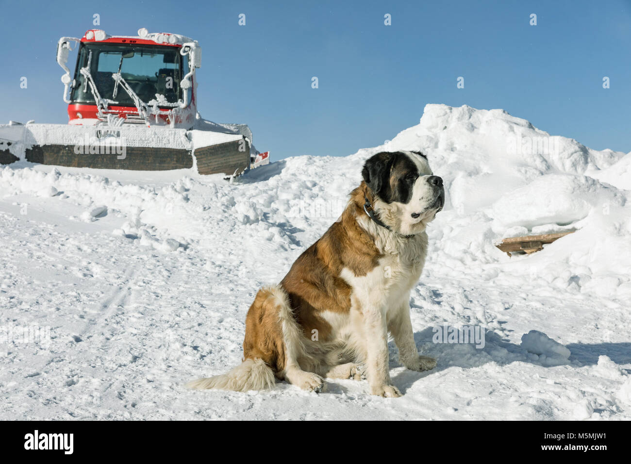 St. Bernard Dog ready for rescue operation in winter on the mountain ...