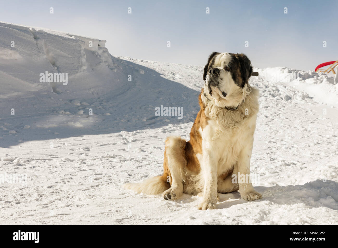 St. Bernard Dog ready for rescue operation in winter on the mountain ...