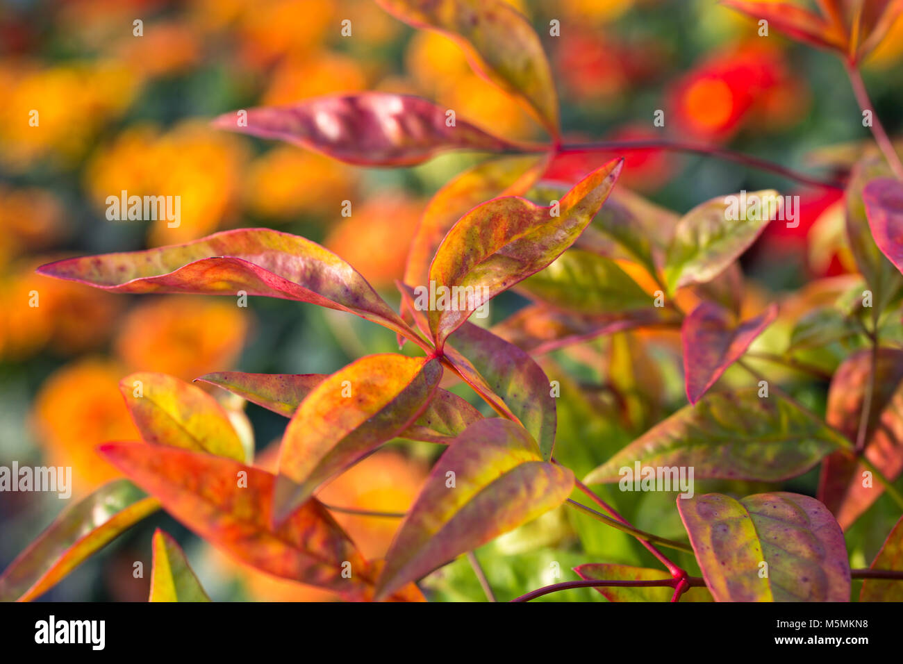 Nandina domestica 'Fire Power' Stock Photo - Alamy