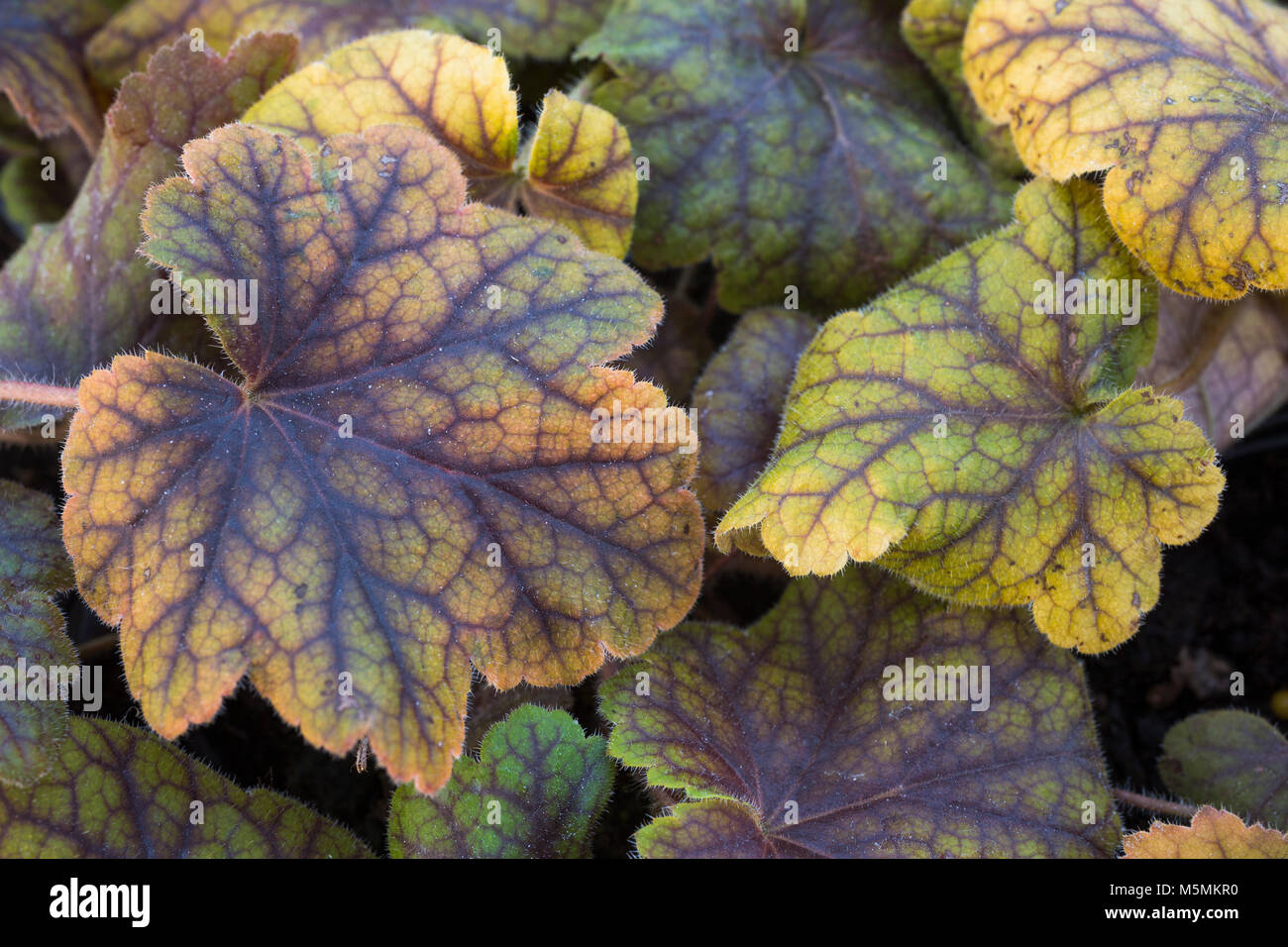 Heuchera winter hi-res stock photography and images - Alamy