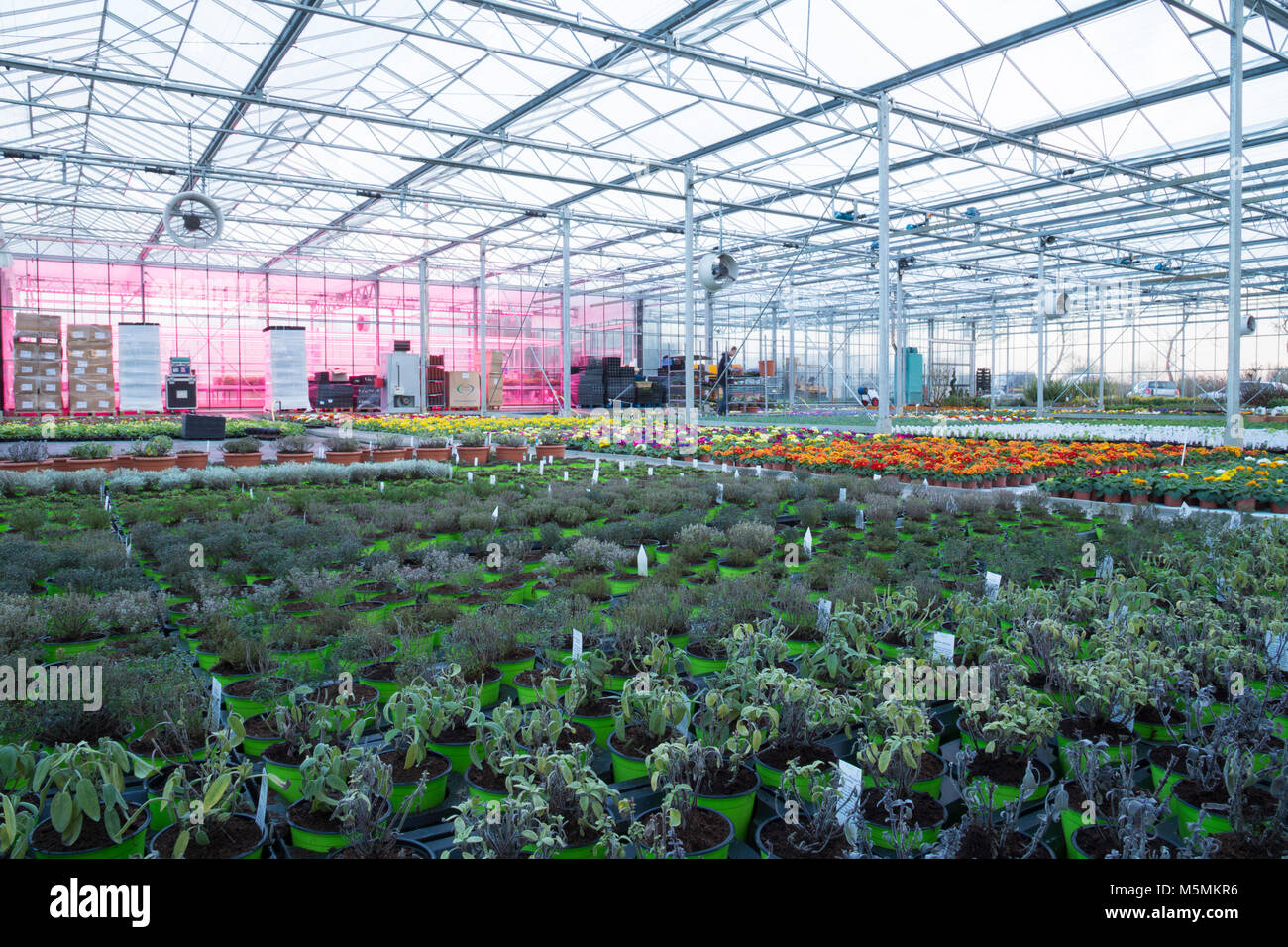 Mass production of plants hi-res stock photography and images - Alamy