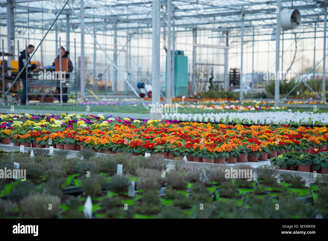 Mass production of plants hi-res stock photography and images - Alamy