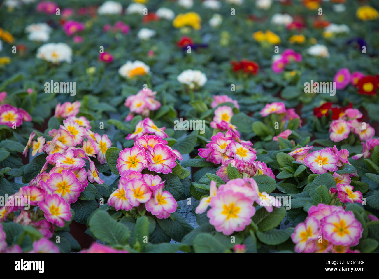 Primulas and nursery hi-res stock photography and images - Alamy