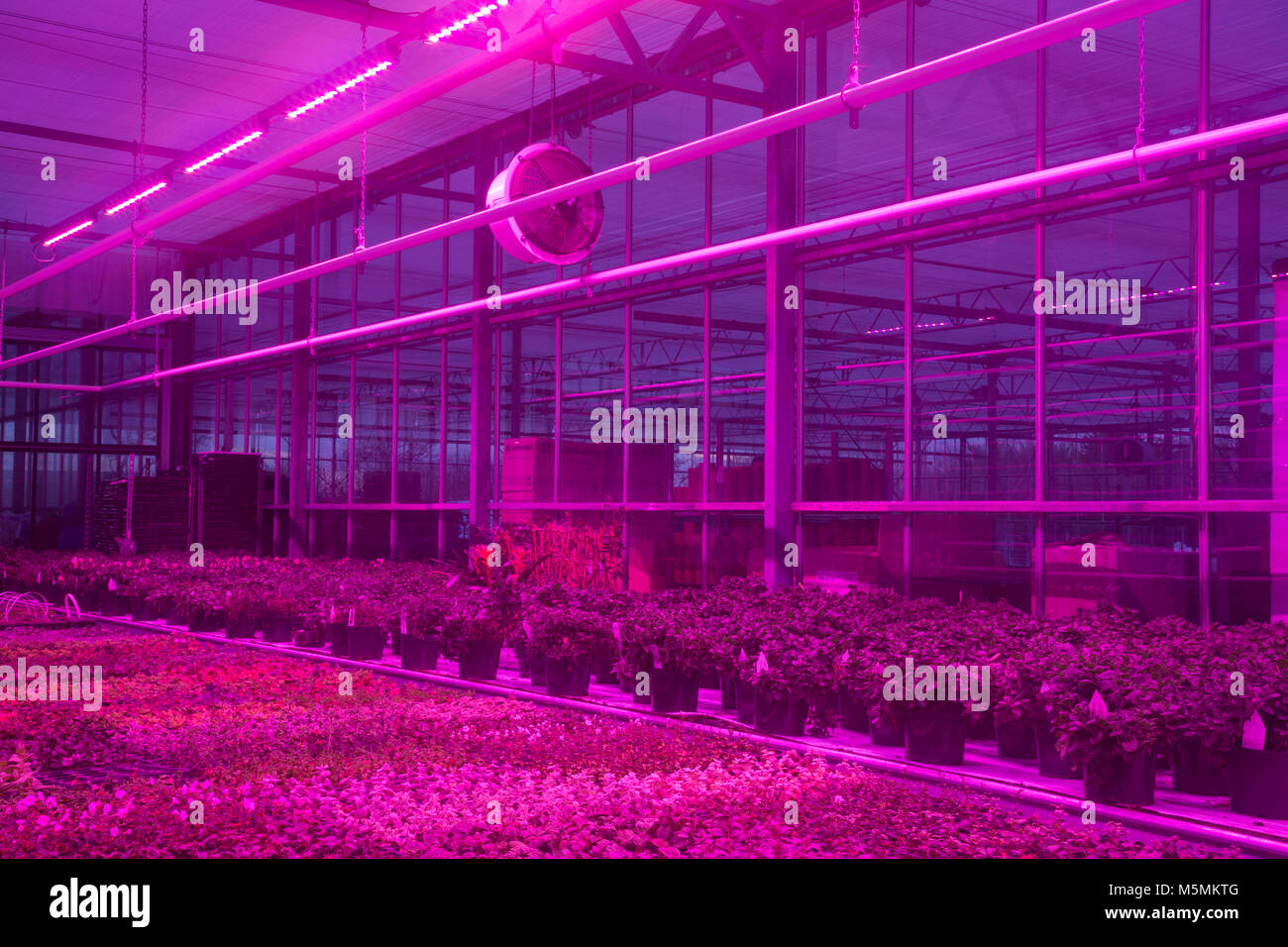 Plants and seedlings being grown under pink UV growing lamps in a ...
