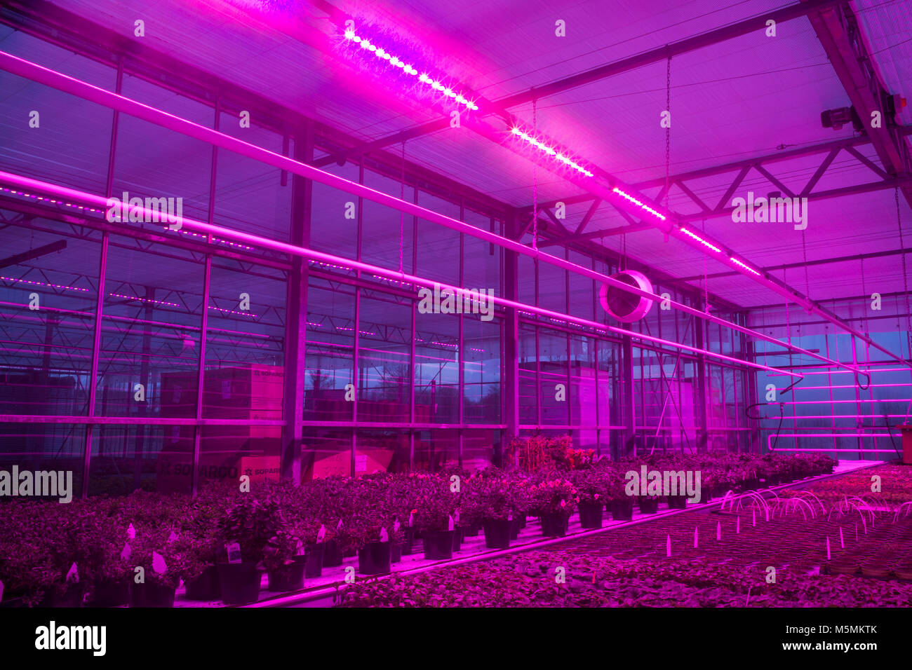 Plants and seedlings being grown under pink UV growing lamps in a ...