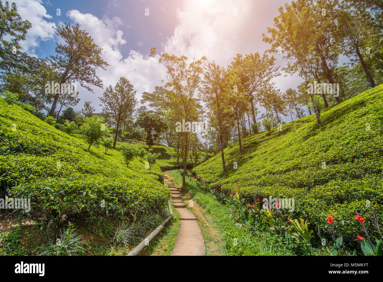 Red tea garden in Sri Lanka, alpine tea plantation Stock Photo - Alamy