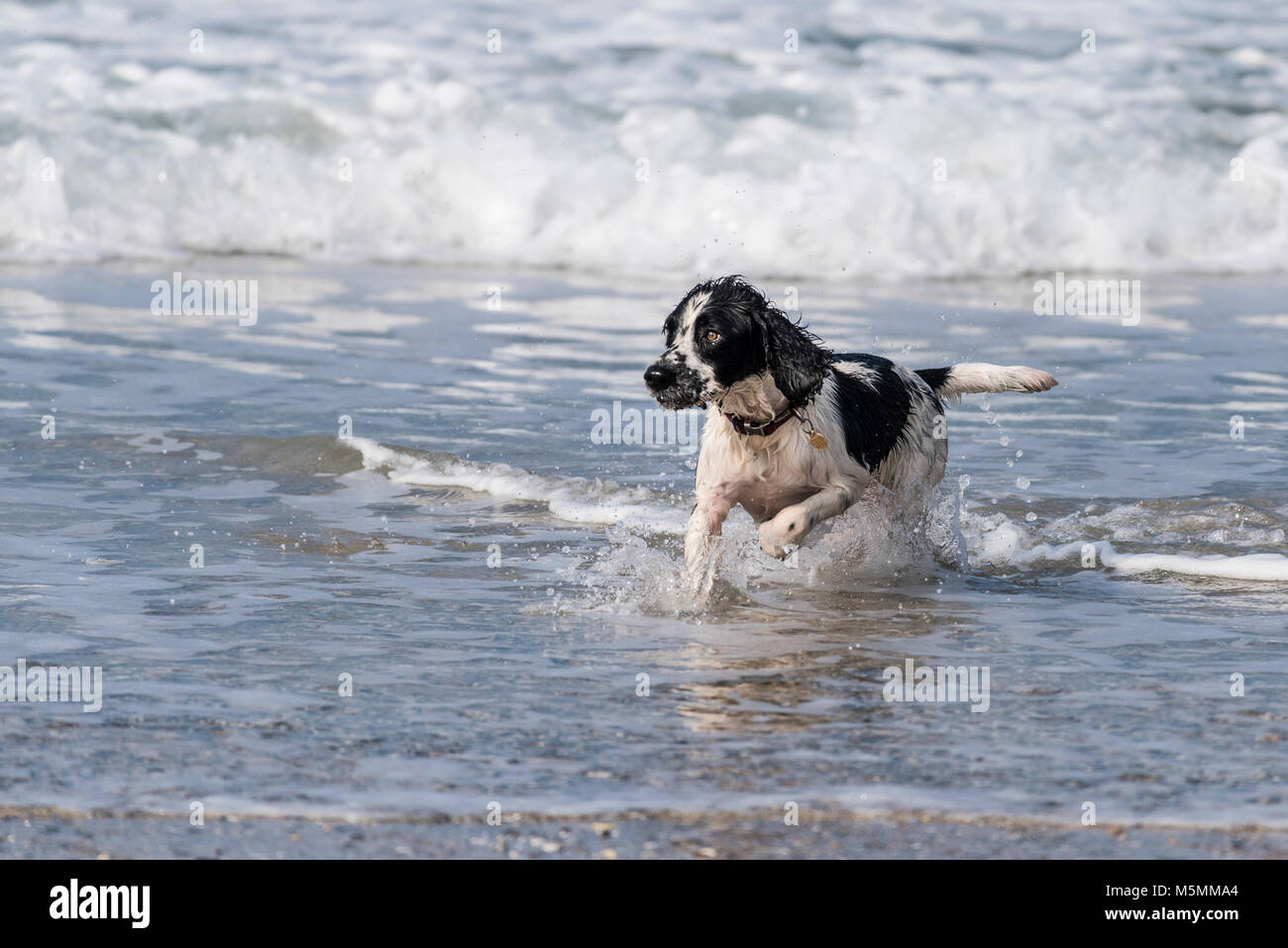 A dog Cocker Spaniel playing in the sea Stock Photo - Alamy
