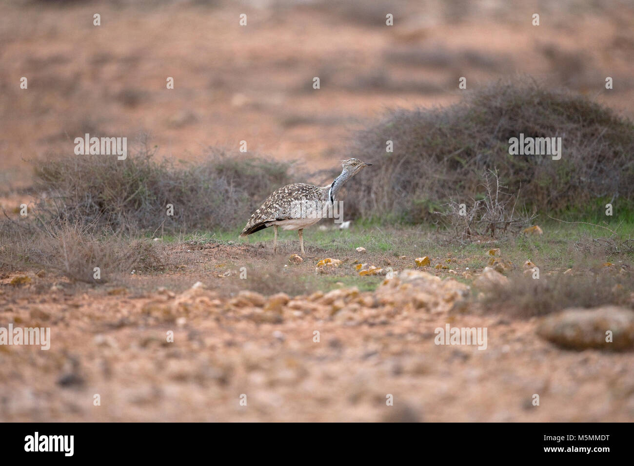 Houbara Bustard/North African Houbara/Canarian Bustard (Chlamydotis ...