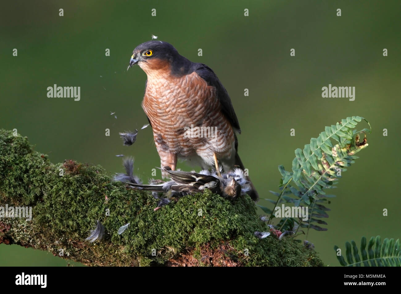 Sparrowhawk feathers hi-res stock photography and images - Alamy