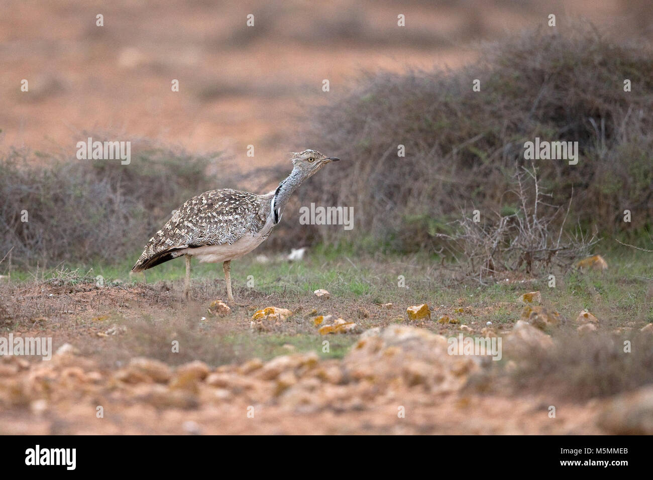 Houbara Bustard/North African Houbara/Canarian Bustard (Chlamydotis ...