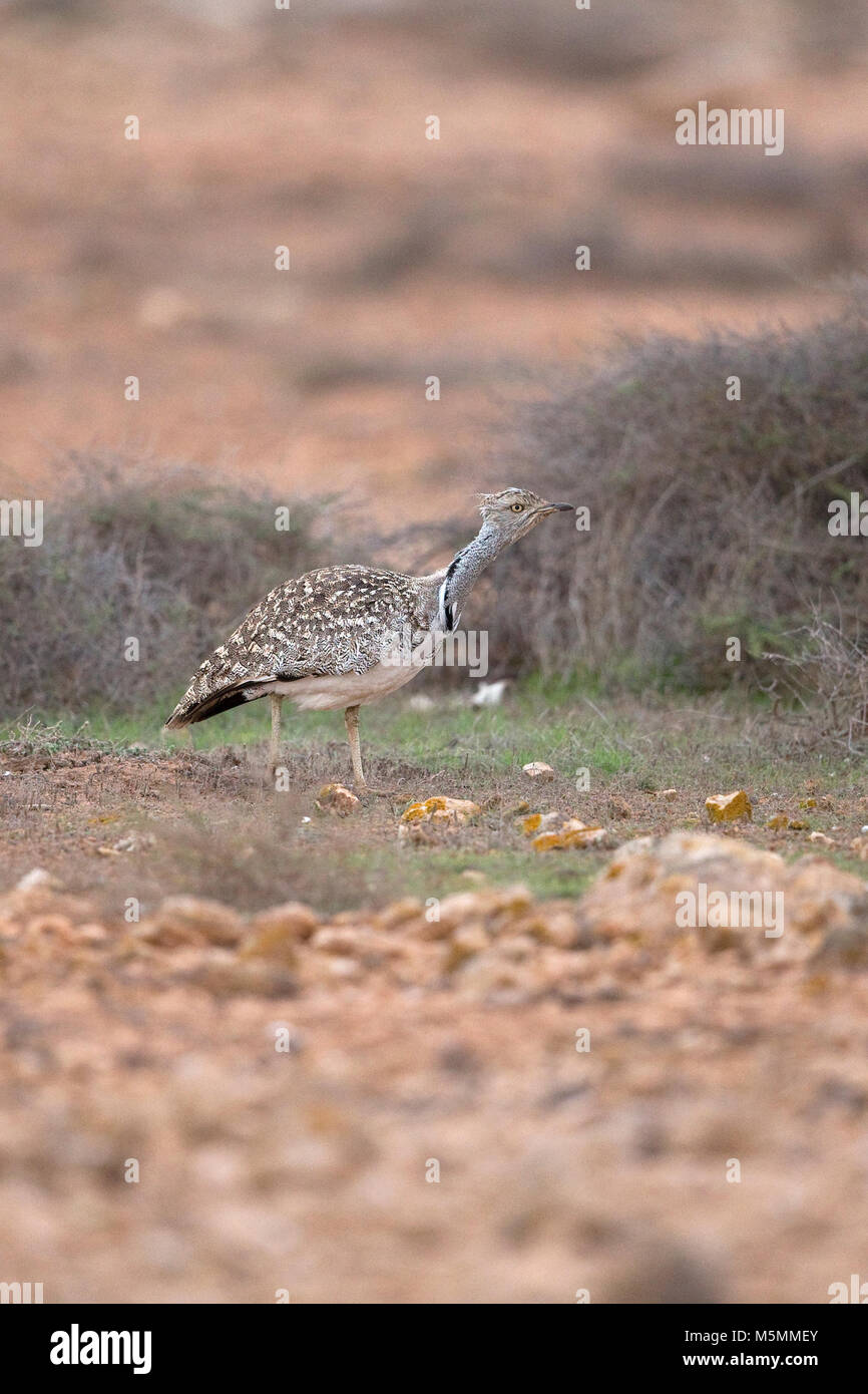 Houbara Bustard/North African Houbara/Canarian Bustard (Chlamydotis ...