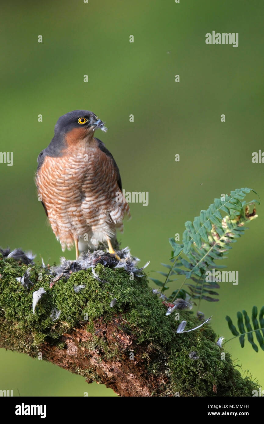Sparrowhawk Feathers High Resolution Stock Photography and Images - Alamy