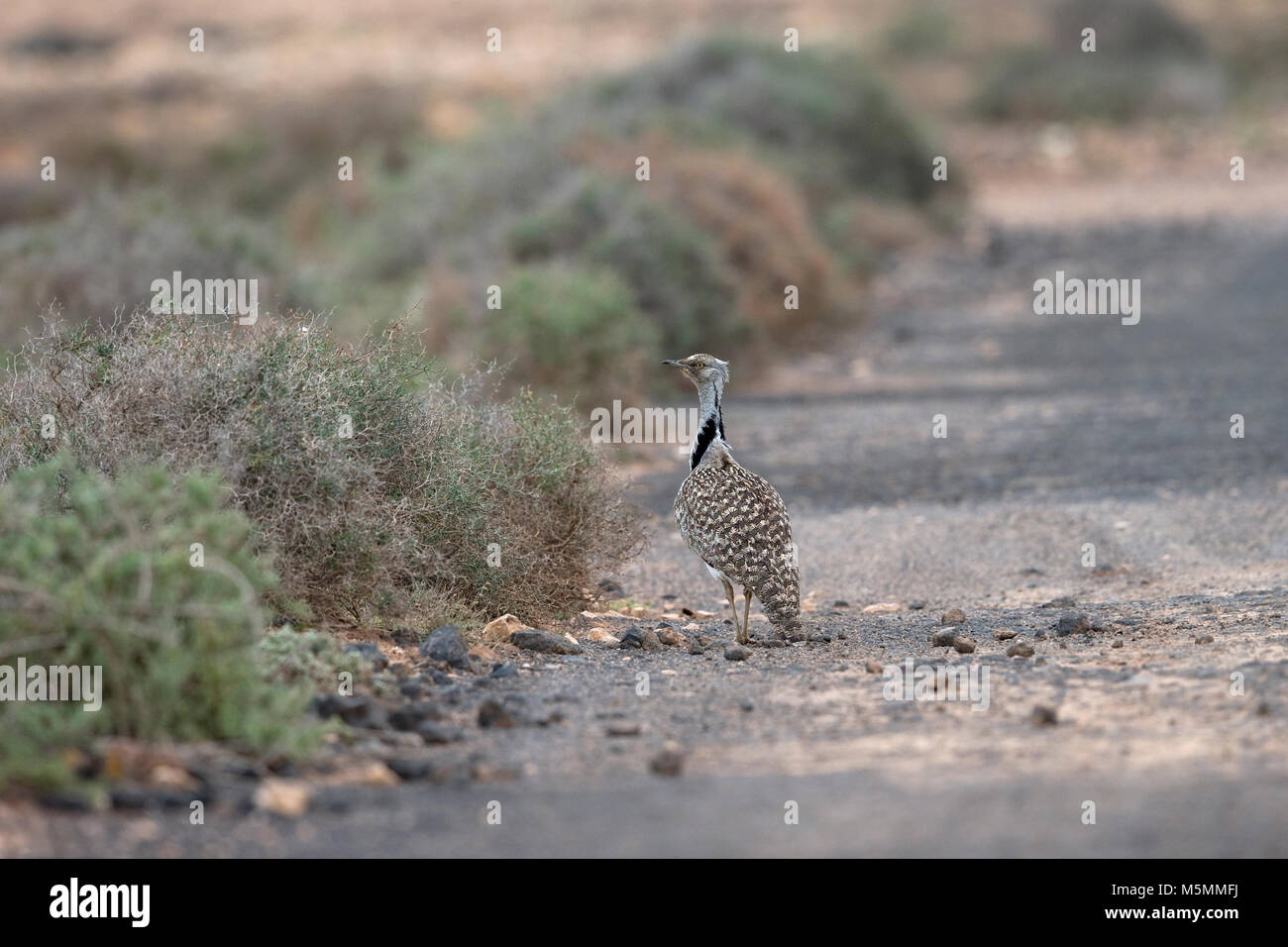 Houbara Bustard/North African Houbara/Canarian Bustard (Chlamydotis ...