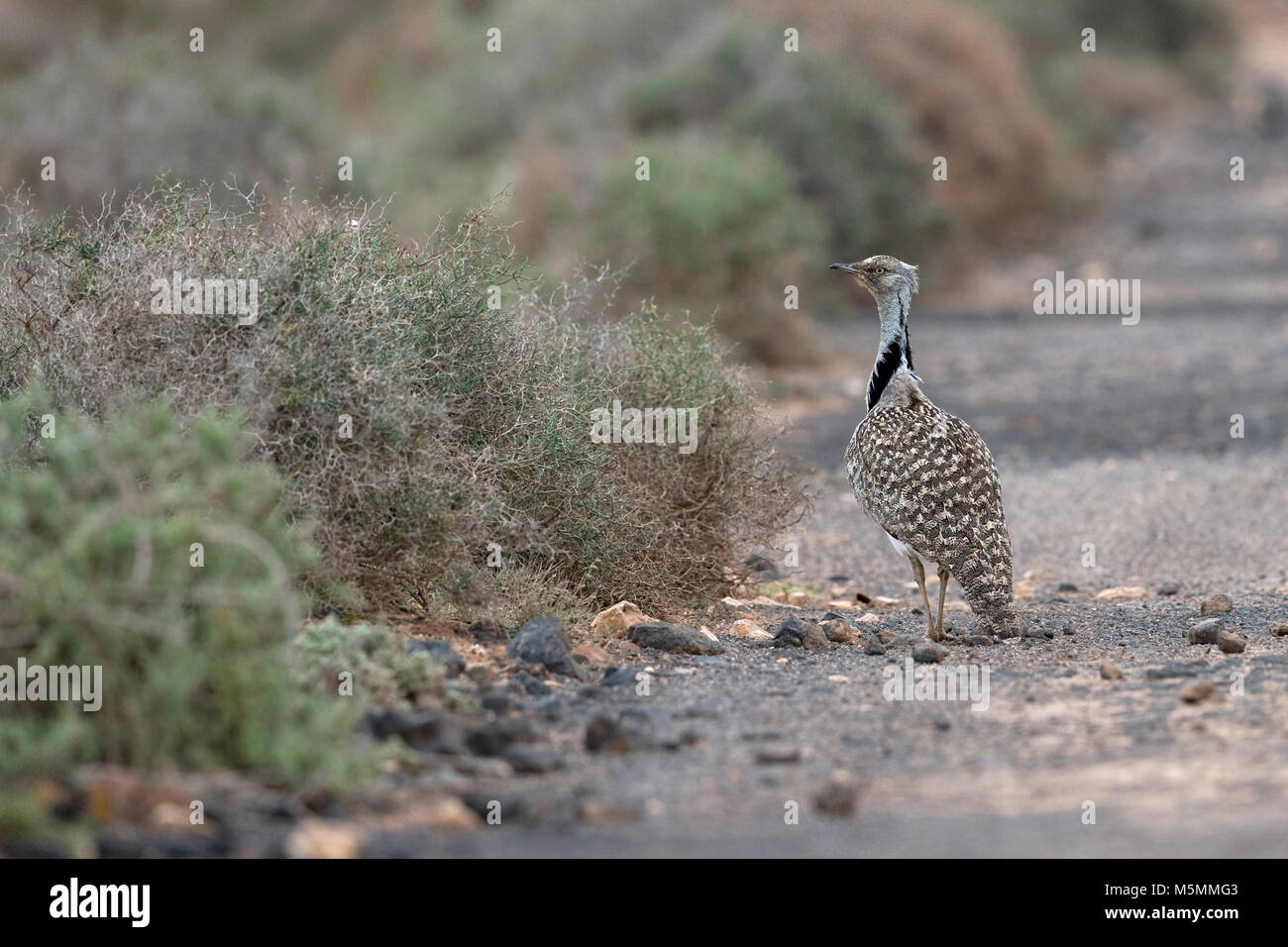 Houbara Bustard/North African Houbara/Canarian Bustard (Chlamydotis ...