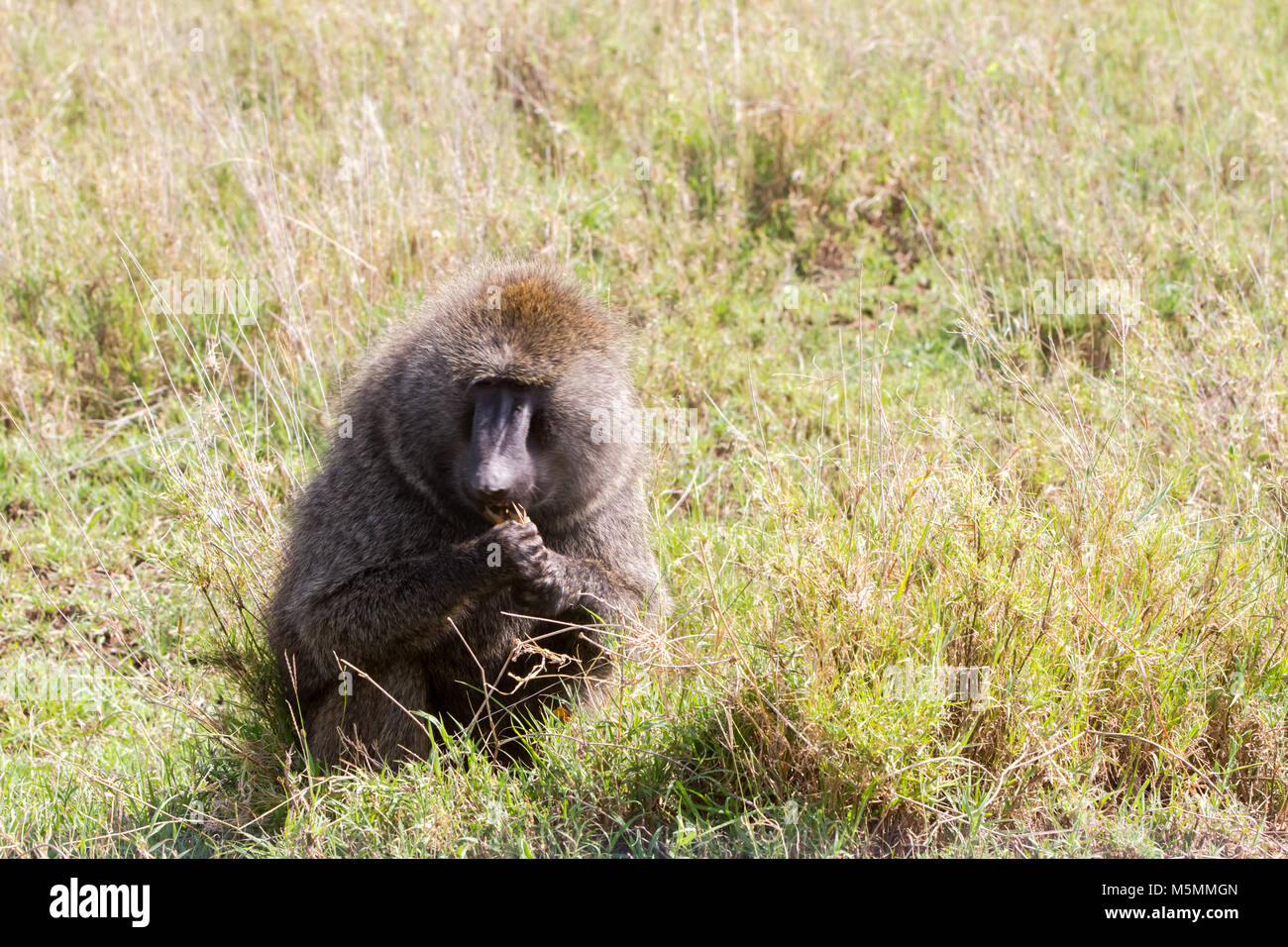 Vervet monkey (Chlorocebus pygerythrus), small, black faced monkey with ...