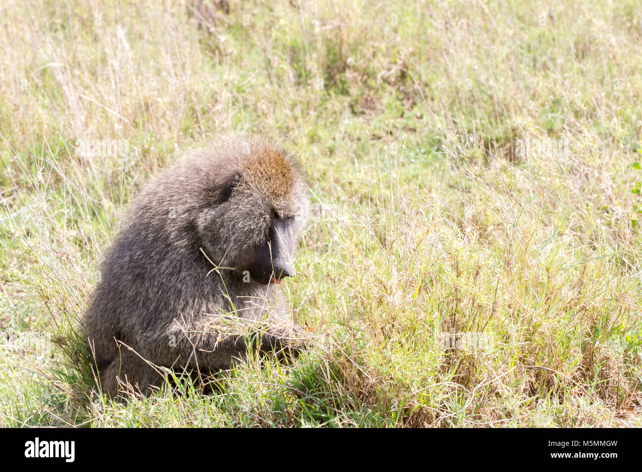 Vervet monkey (Chlorocebus pygerythrus), small, black faced monkey with ...