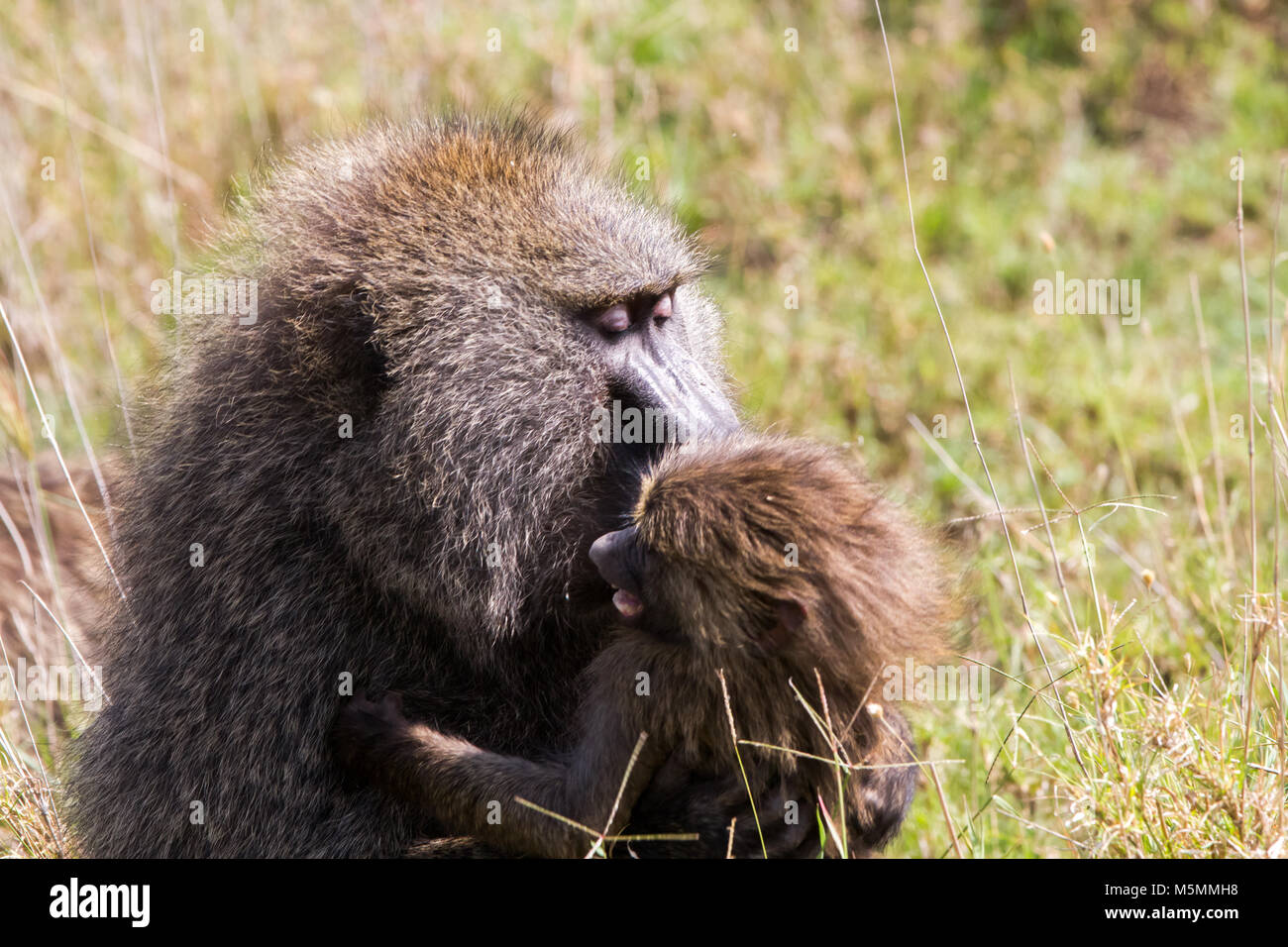 Vervet monkey (Chlorocebus pygerythrus), small, black faced monkey with ...