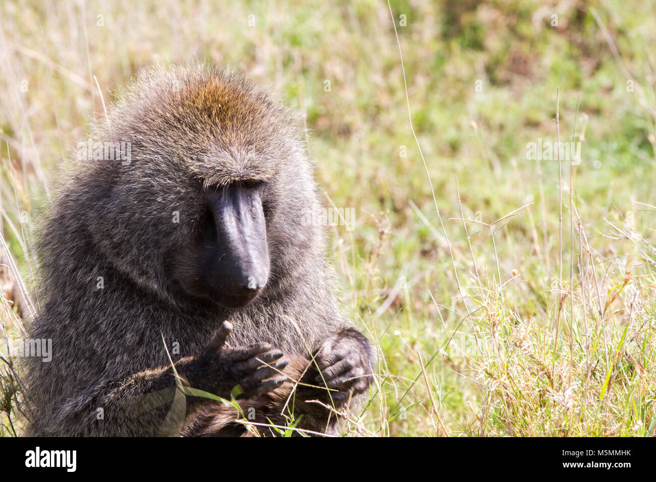 Vervet monkey (Chlorocebus pygerythrus), small, black faced monkey with ...