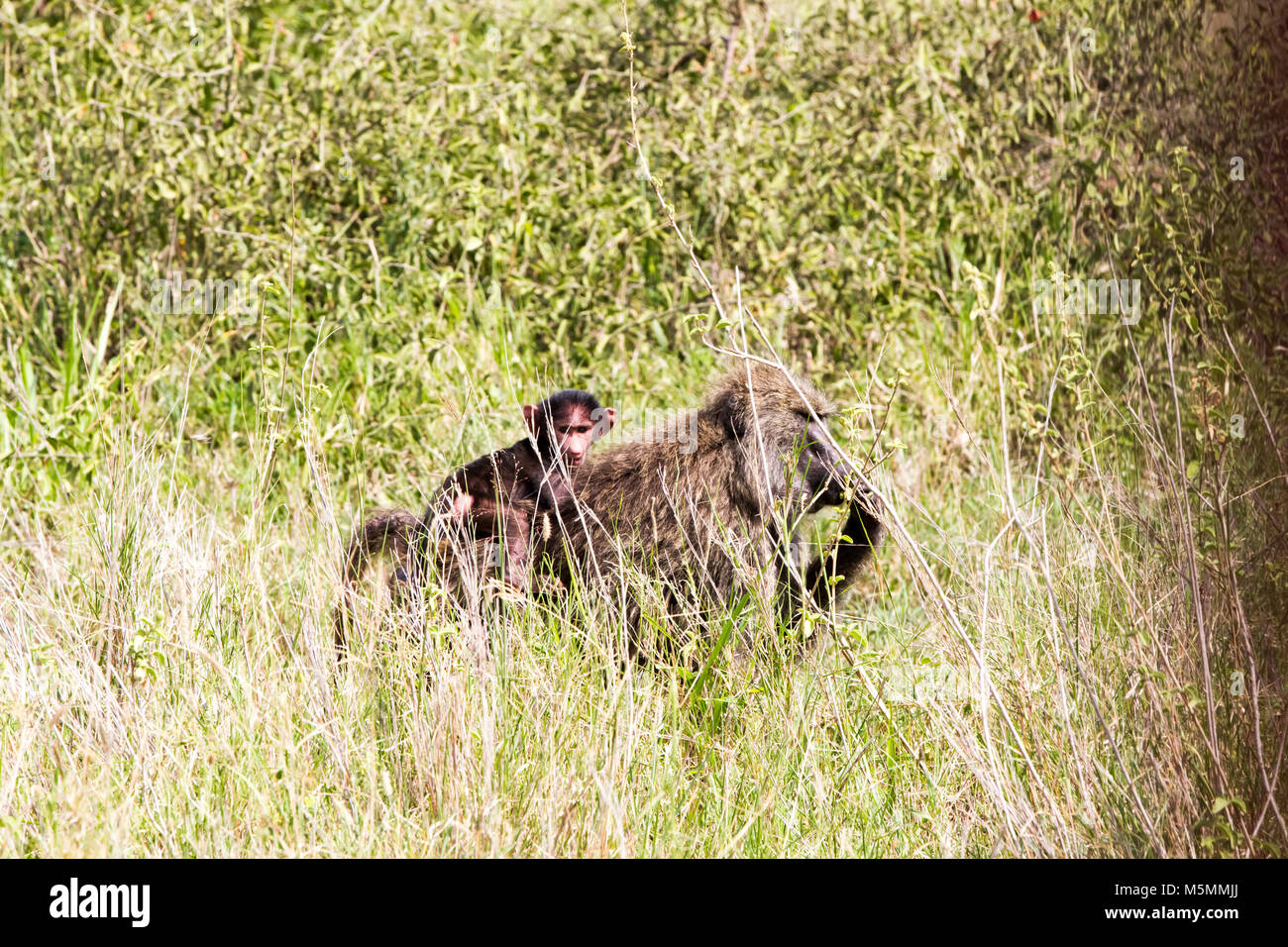 Vervet monkey (Chlorocebus pygerythrus), small, black faced monkey with ...
