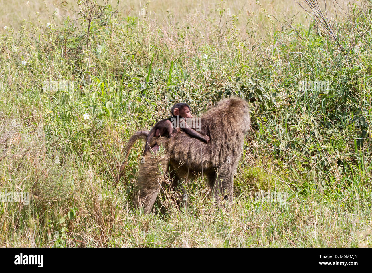 Vervet monkey (Chlorocebus pygerythrus), small, black faced monkey with ...