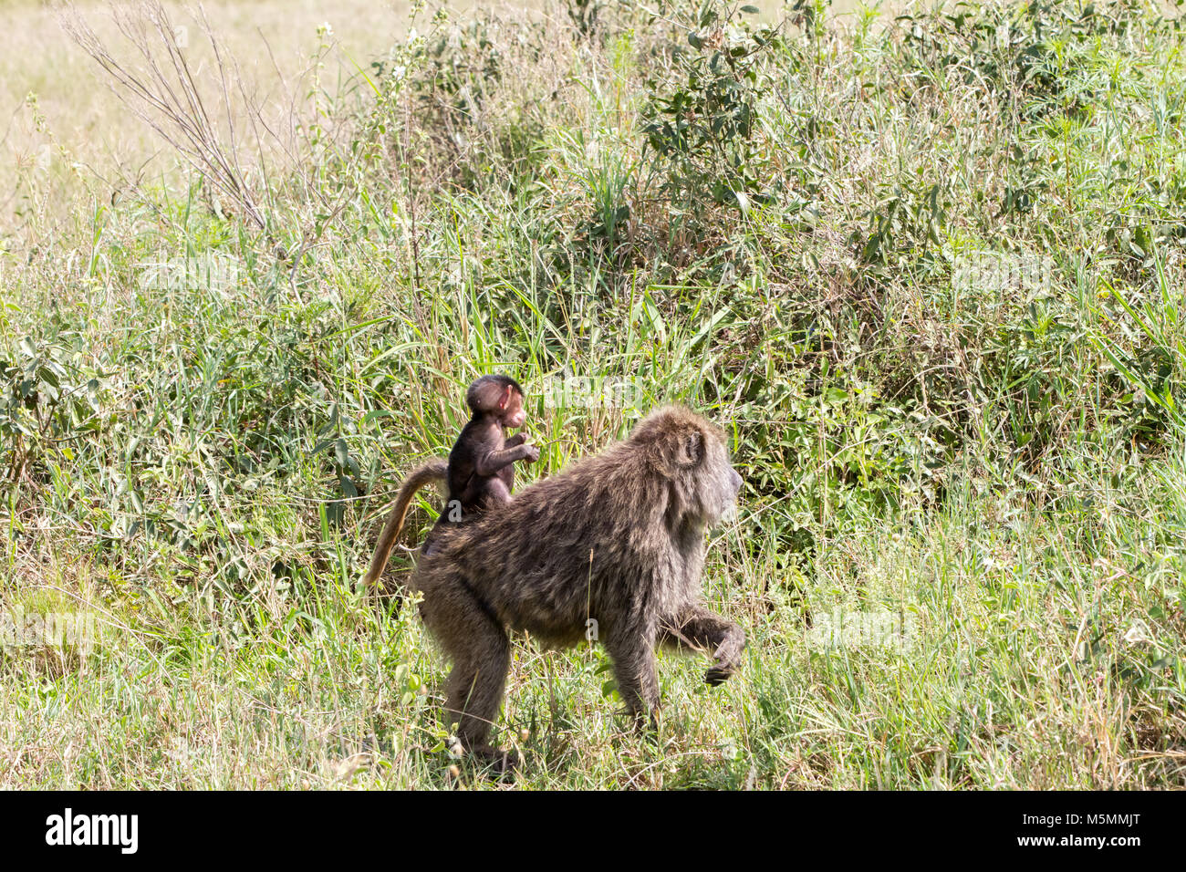Vervet monkey (Chlorocebus pygerythrus), small, black faced monkey with ...