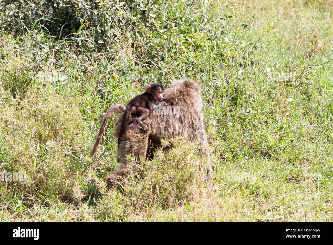 Vervet monkey (Chlorocebus pygerythrus), small, black faced monkey with ...