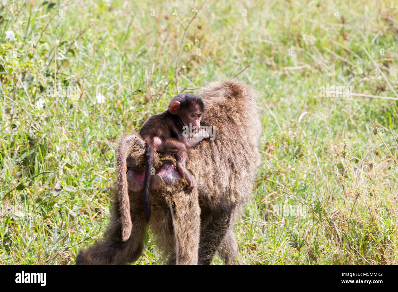 Vervet monkey (Chlorocebus pygerythrus), small, black faced monkey with ...