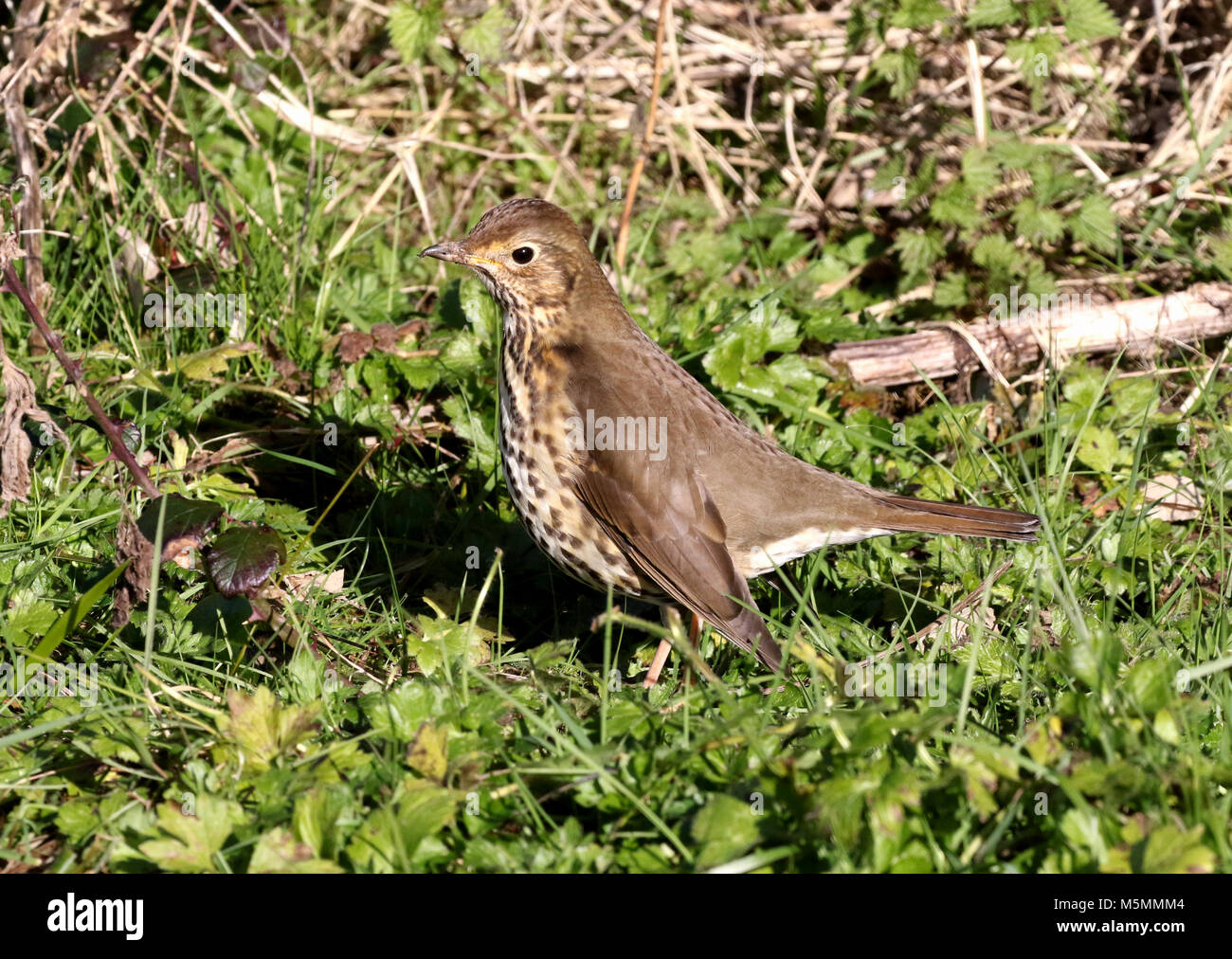 Song thrush side view hi-res stock photography and images - Alamy