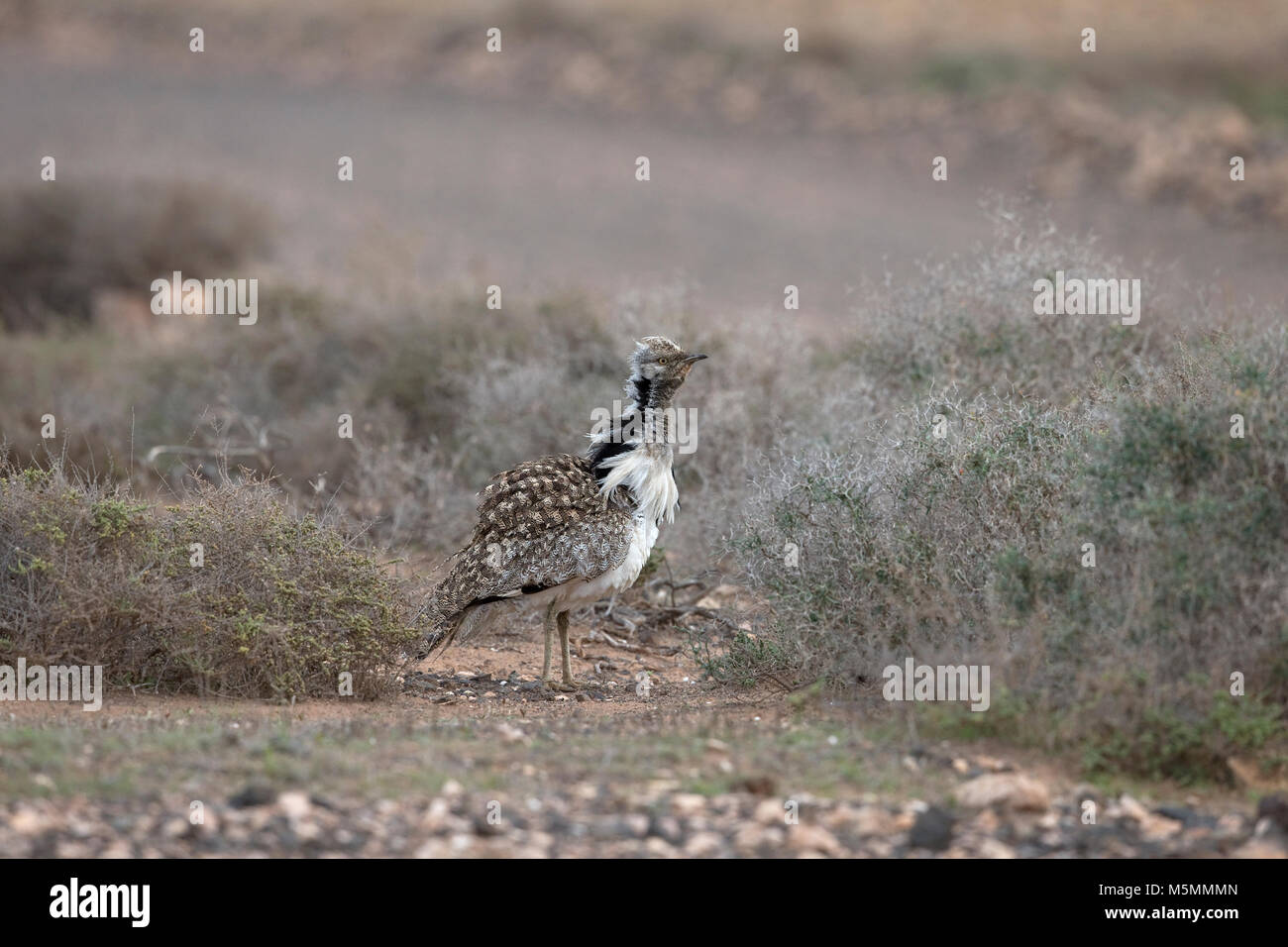 Houbara Bustard/North African Houbara/Canarian Bustard (Chlamydotis ...