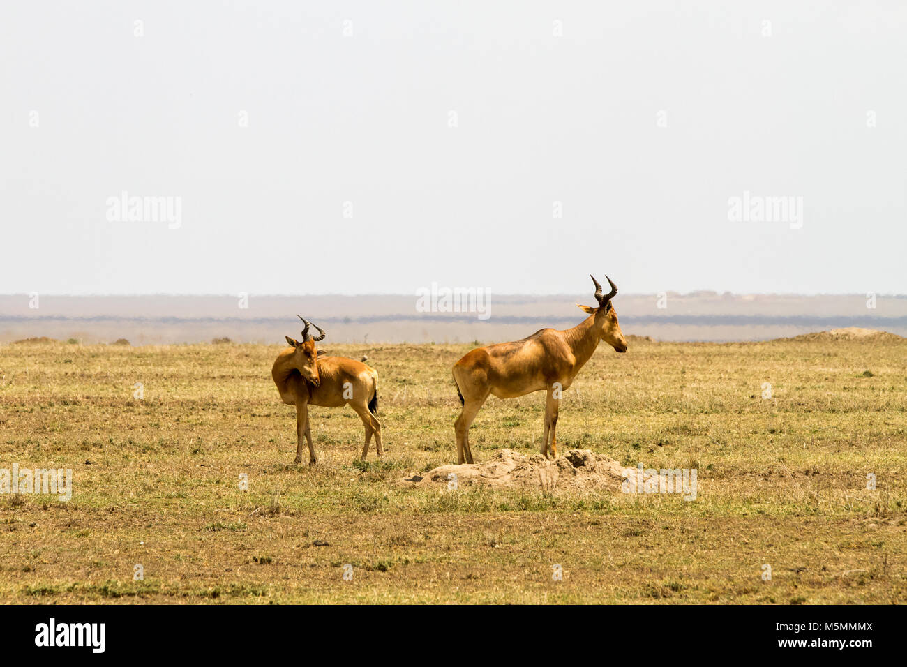 African antelope - the hartebeest (Alcelaphus buselaphus), also known ...