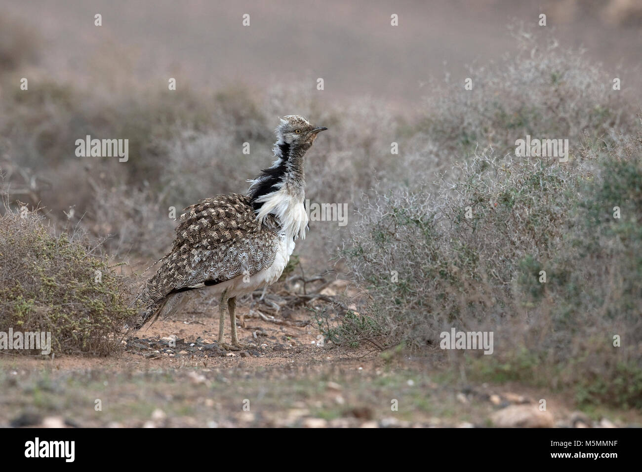 Houbara Bustard/North African Houbara/Canarian Bustard (Chlamydotis ...