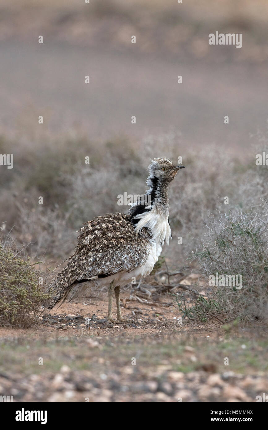 Houbara Bustard/North African Houbara/Canarian Bustard (Chlamydotis ...
