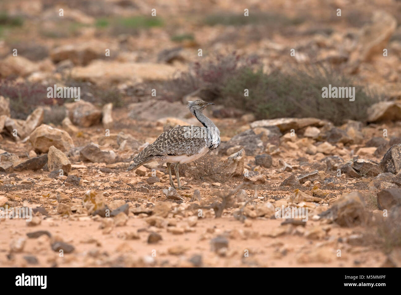 Houbara Bustard/North African Houbara/Canarian Bustard (Chlamydotis ...