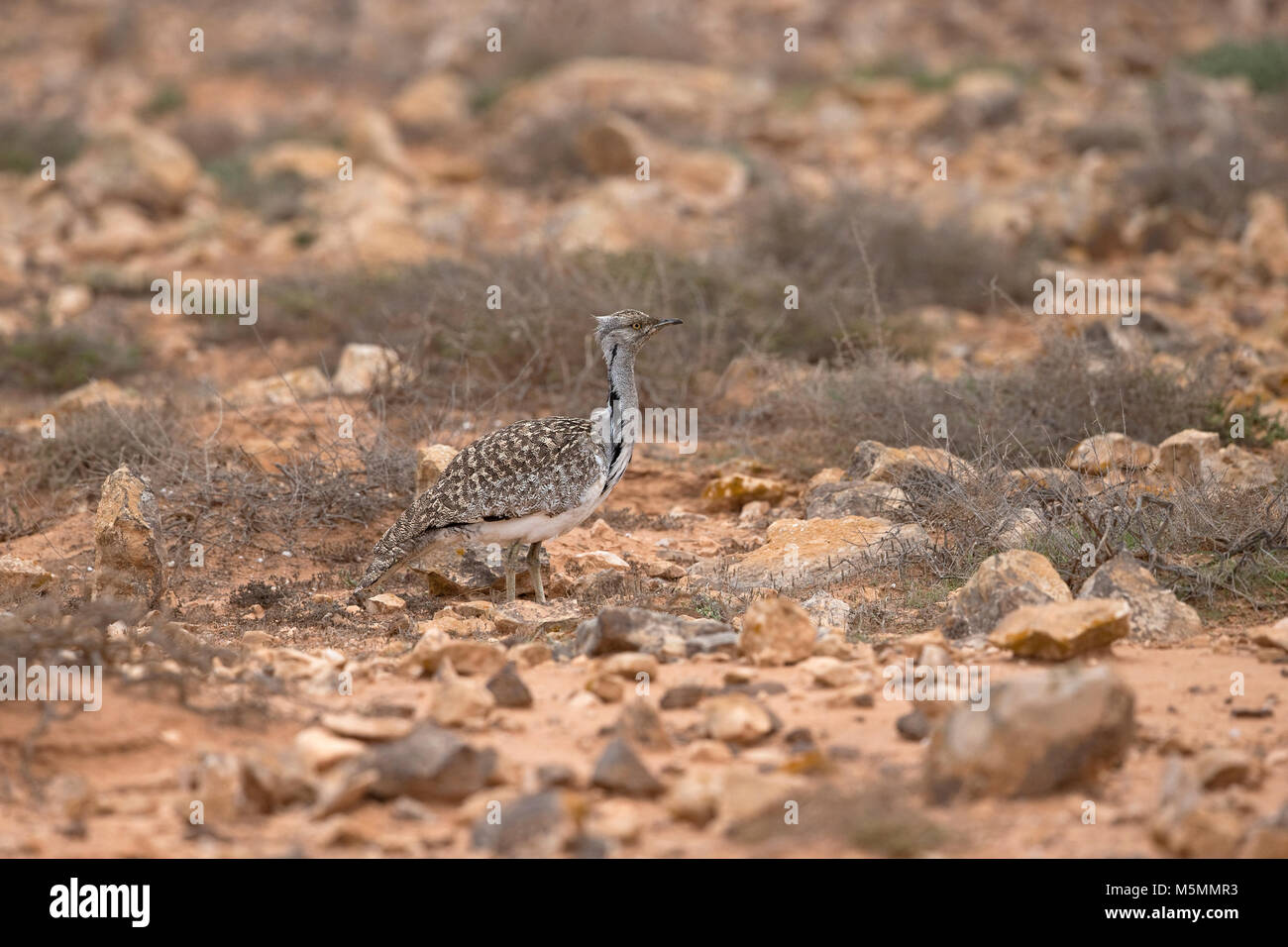 Houbara Bustard/North African Houbara/Canarian Bustard (Chlamydotis ...