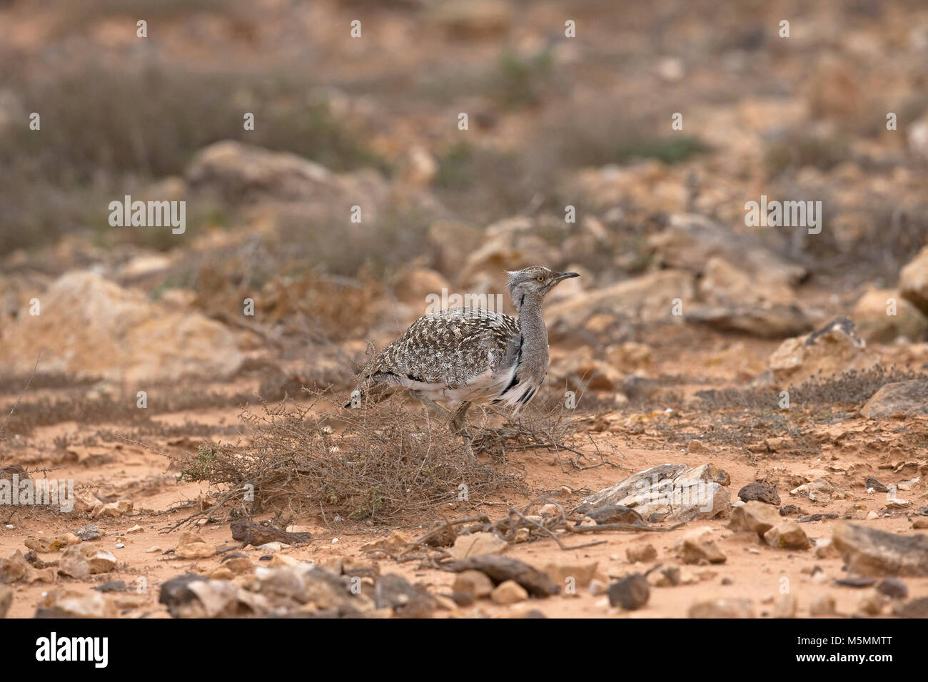 Houbara Bustard/North African Houbara/Canarian Bustard (Chlamydotis ...