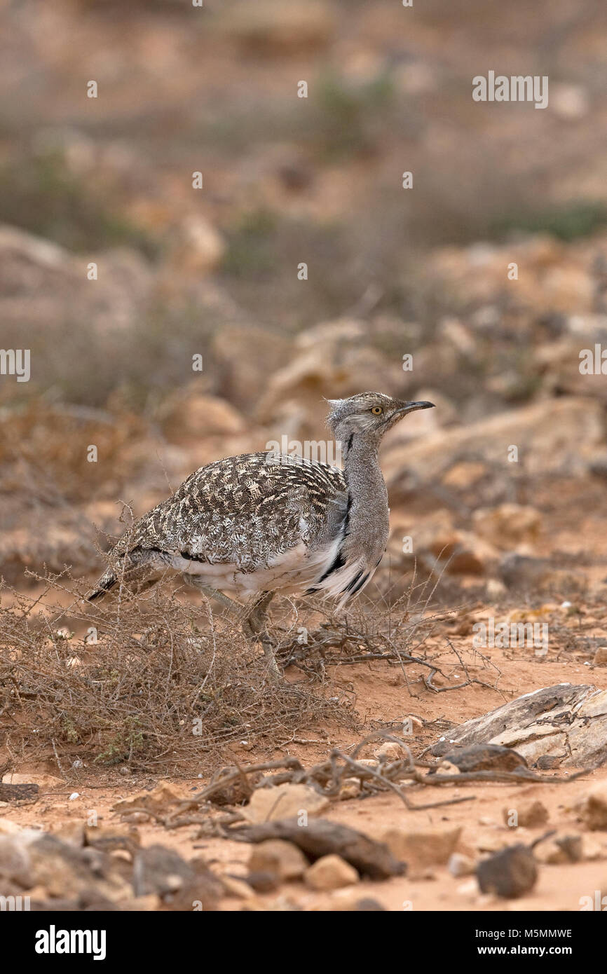Houbara Bustard/North African Houbara/Canarian Bustard (Chlamydotis ...