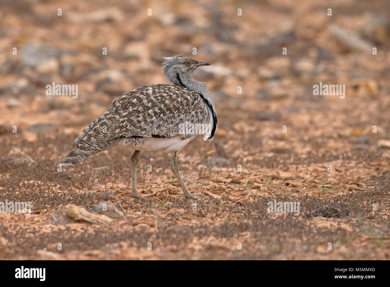 Houbara Bustard/North African Houbara/Canarian Bustard (Chlamydotis ...
