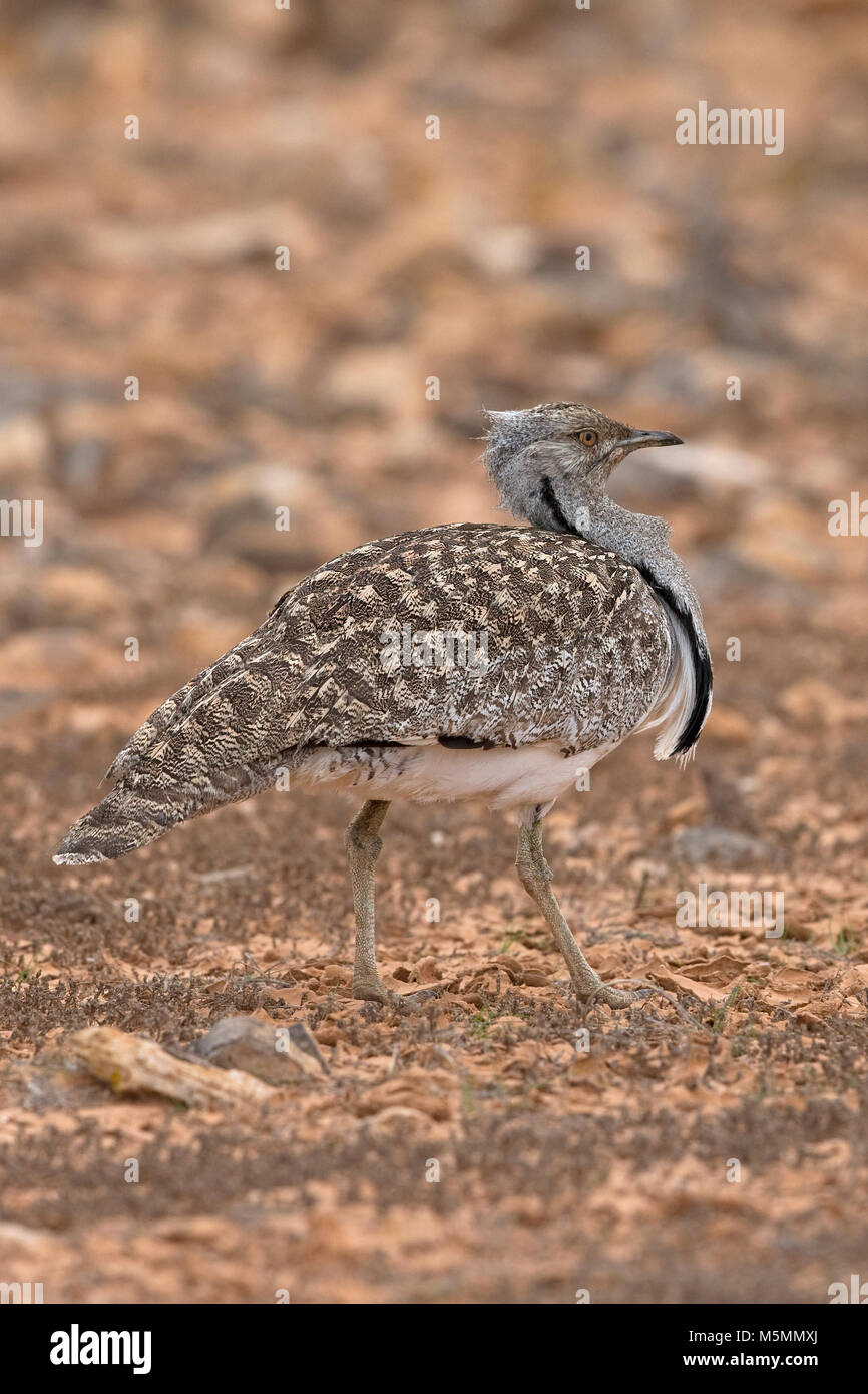 Houbara Bustard/North African Houbara/Canarian Bustard (Chlamydotis ...