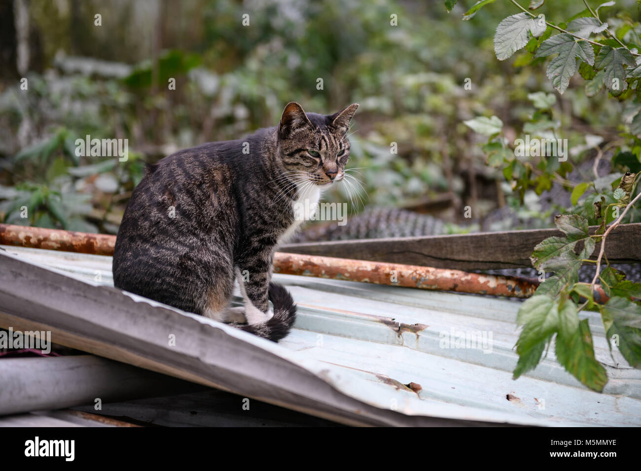 Stray Cats, shooting outdoors Stock Photo - Alamy