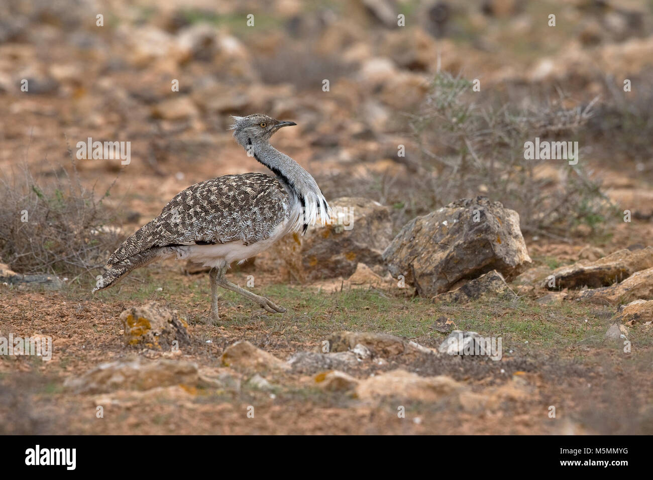 Houbara Bustard/North African Houbara/Canarian Bustard (Chlamydotis ...