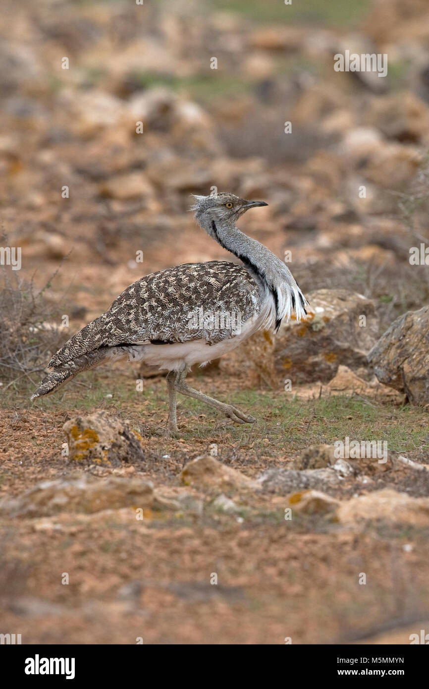 Houbara Bustard/North African Houbara/Canarian Bustard (Chlamydotis ...