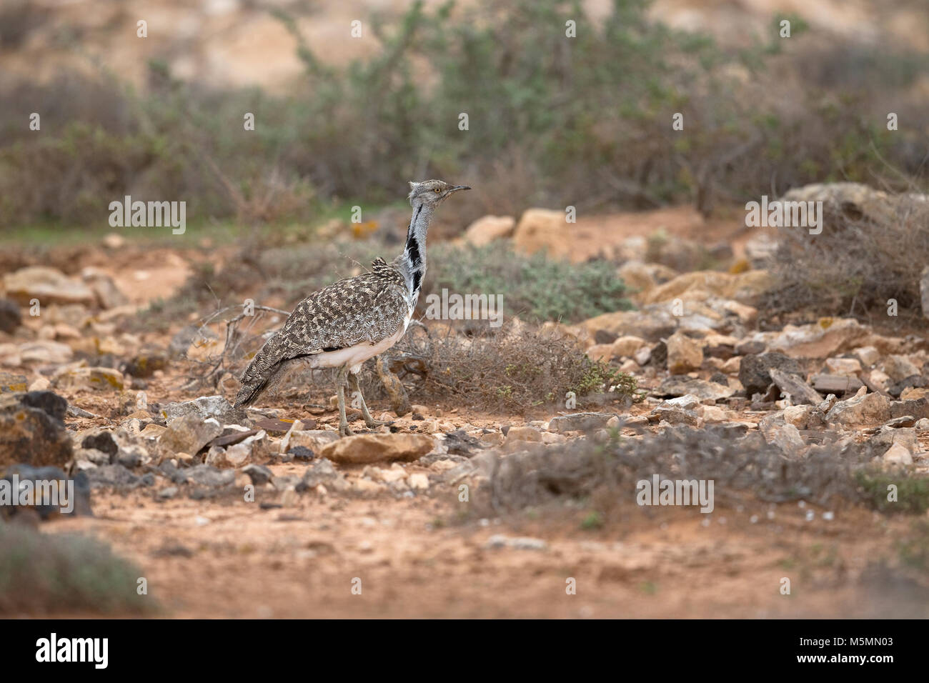 Houbara Bustard/North African Houbara/Canarian Bustard (Chlamydotis ...