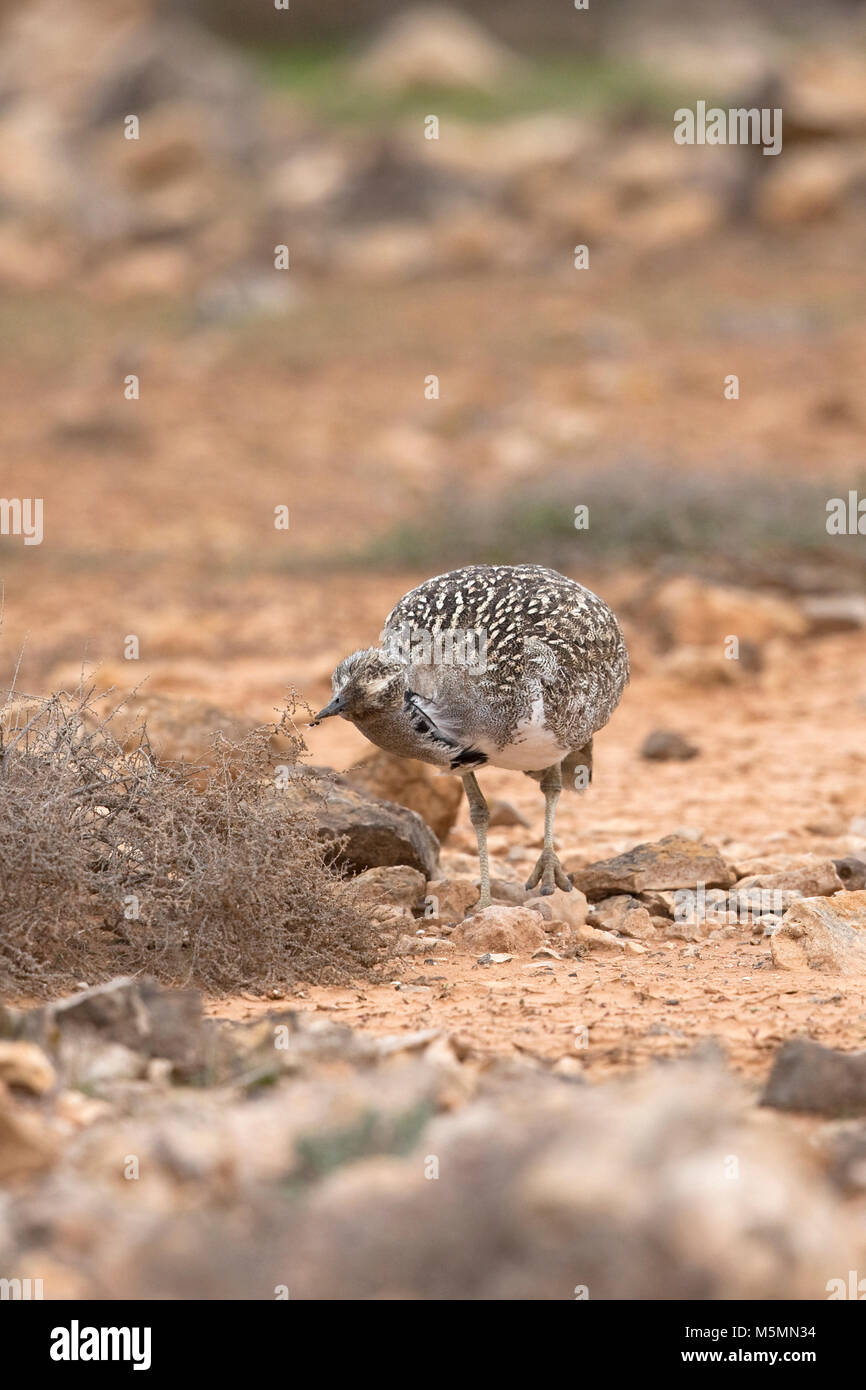 Houbara Bustard/North African Houbara/Canarian Bustard (Chlamydotis ...