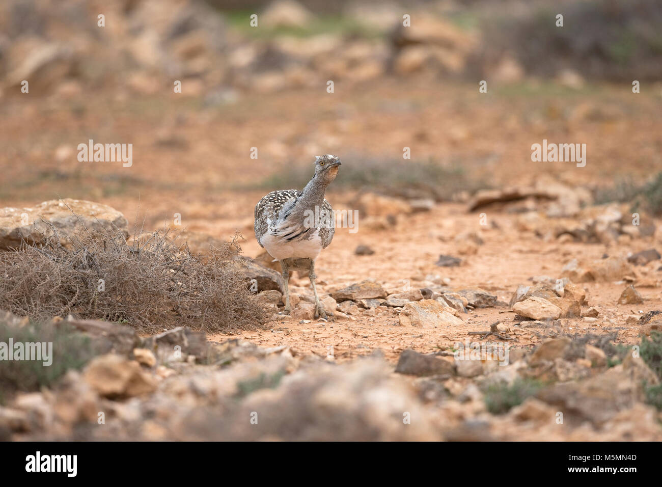 Houbara Bustard/North African Houbara/Canarian Bustard (Chlamydotis ...