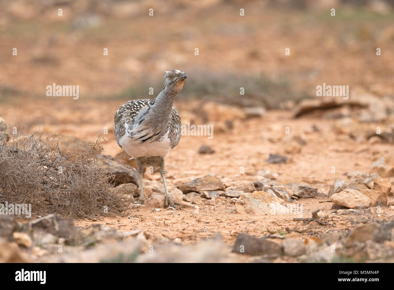 Houbara Bustard/North African Houbara/Canarian Bustard (Chlamydotis ...