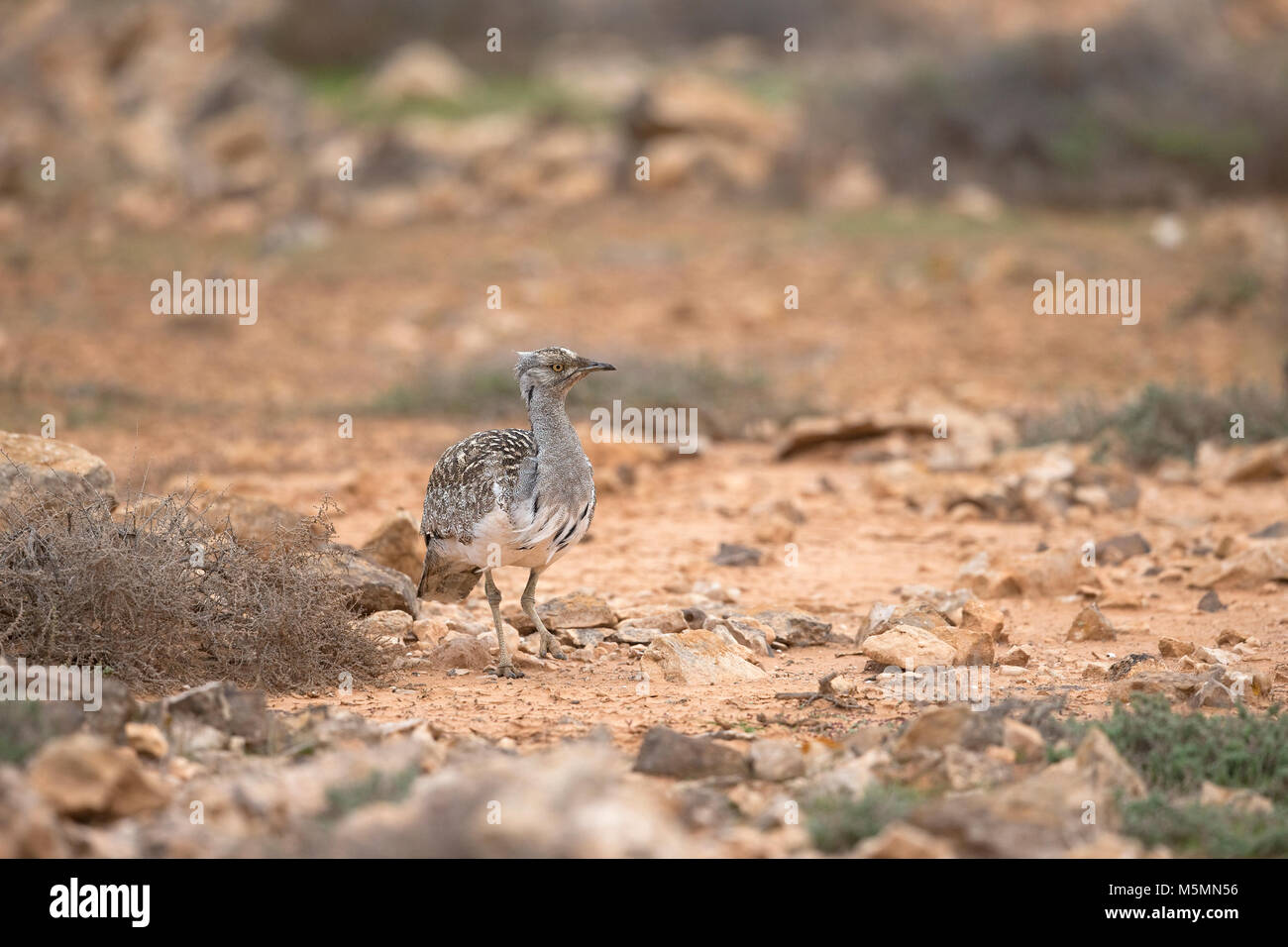Houbara Bustard/North African Houbara/Canarian Bustard (Chlamydotis ...